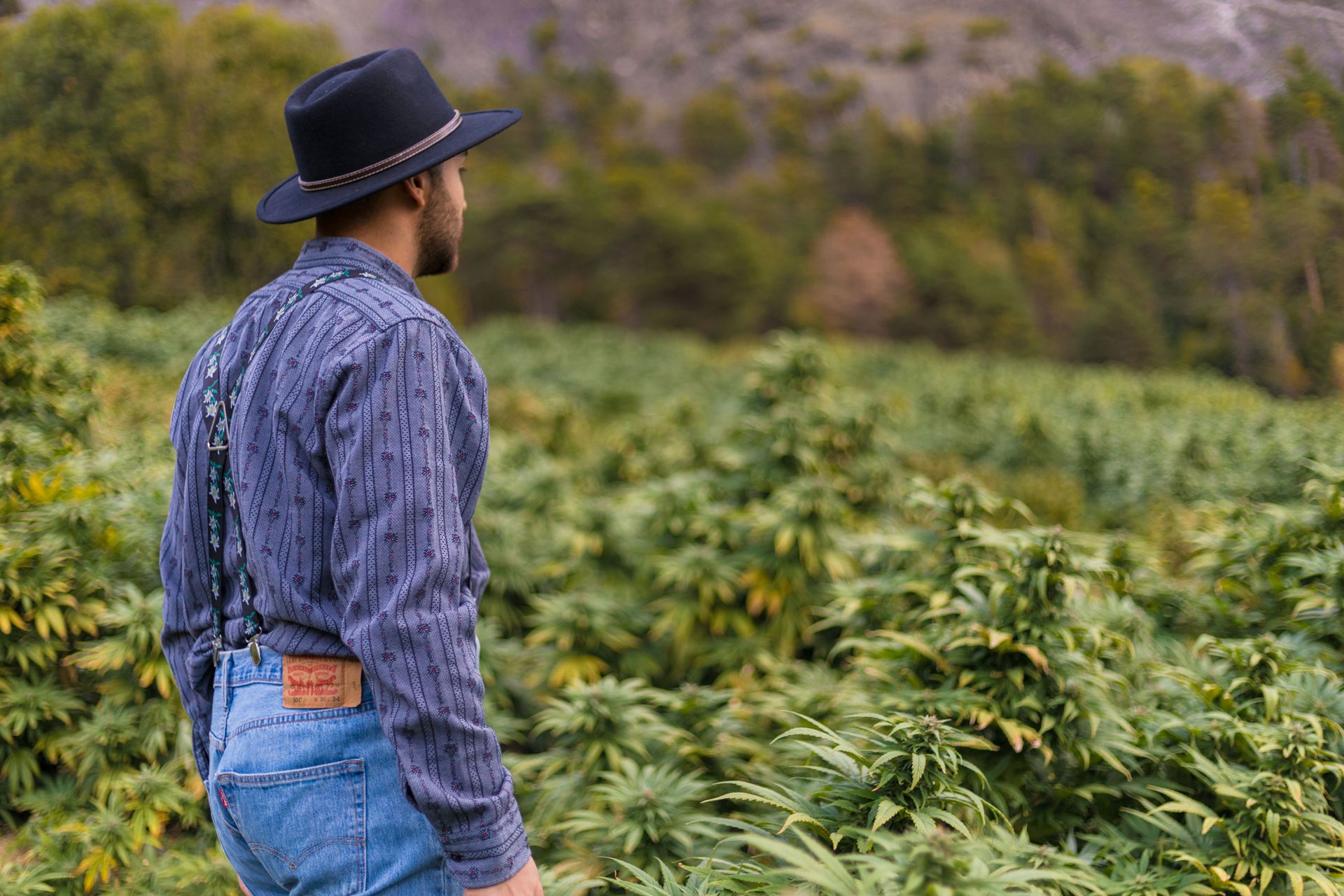 Blog - Swiss Hempcare